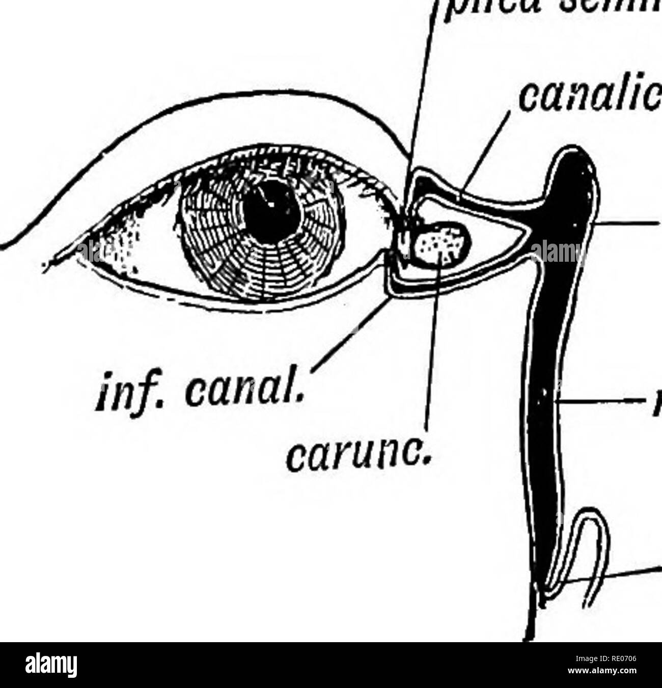 Plica Semilunaris In Humans