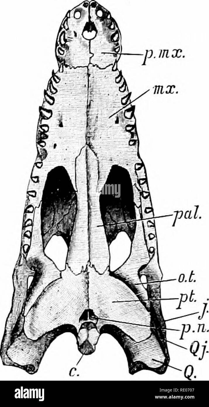 Smaller Uncinate Process