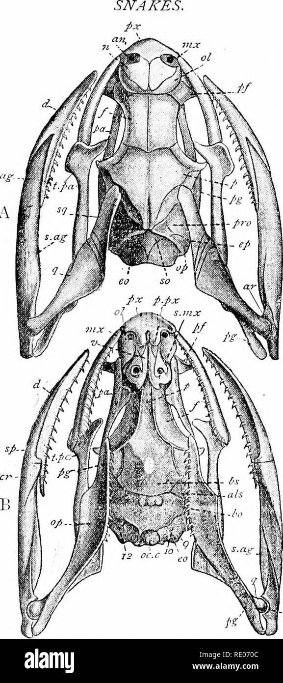 . Outlines of zoology. Zoology. S8i Fig. 200.—Skull of Grass Snake ...