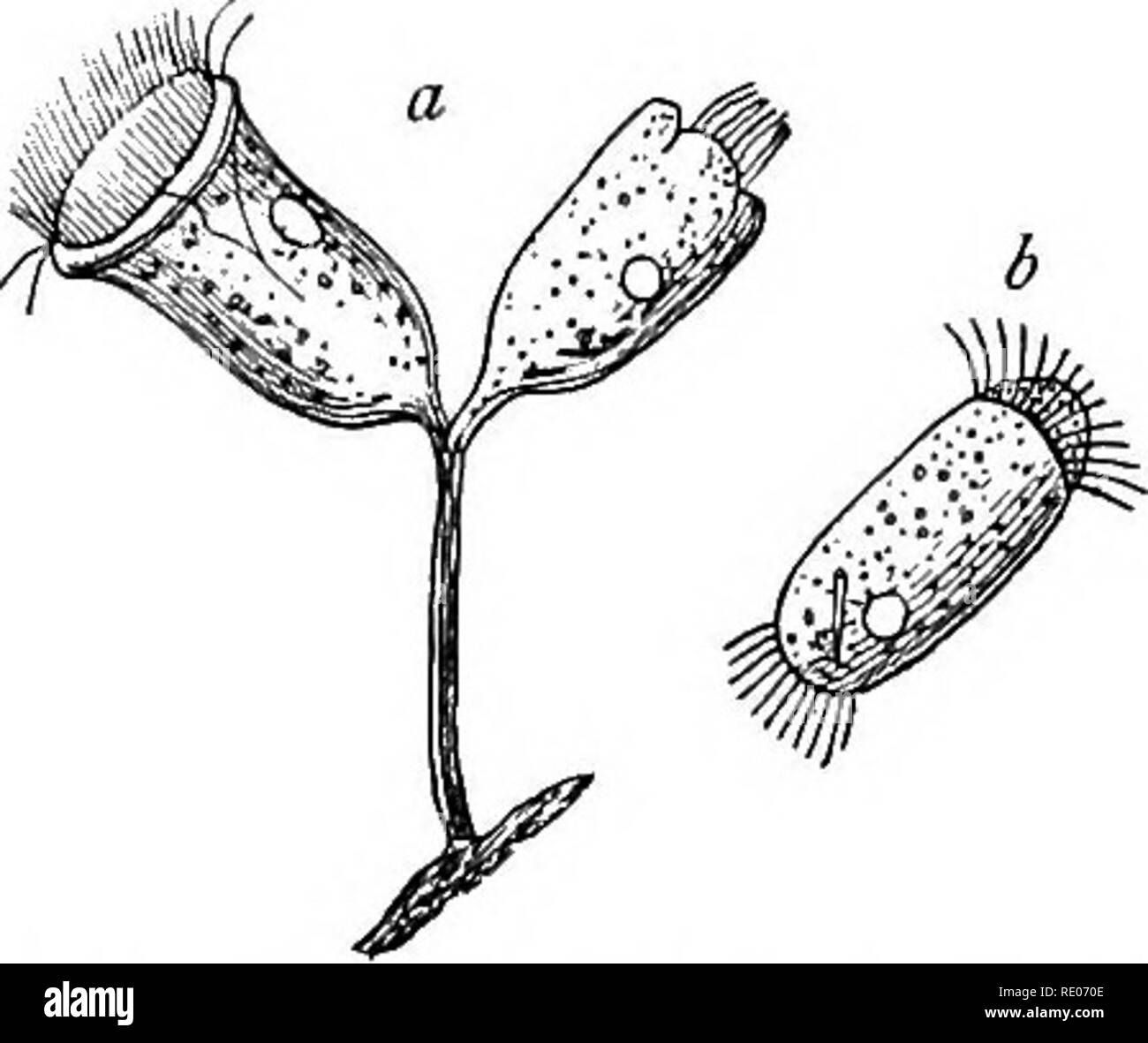 . Outlines of the comparative physiology and morphology of animals ...