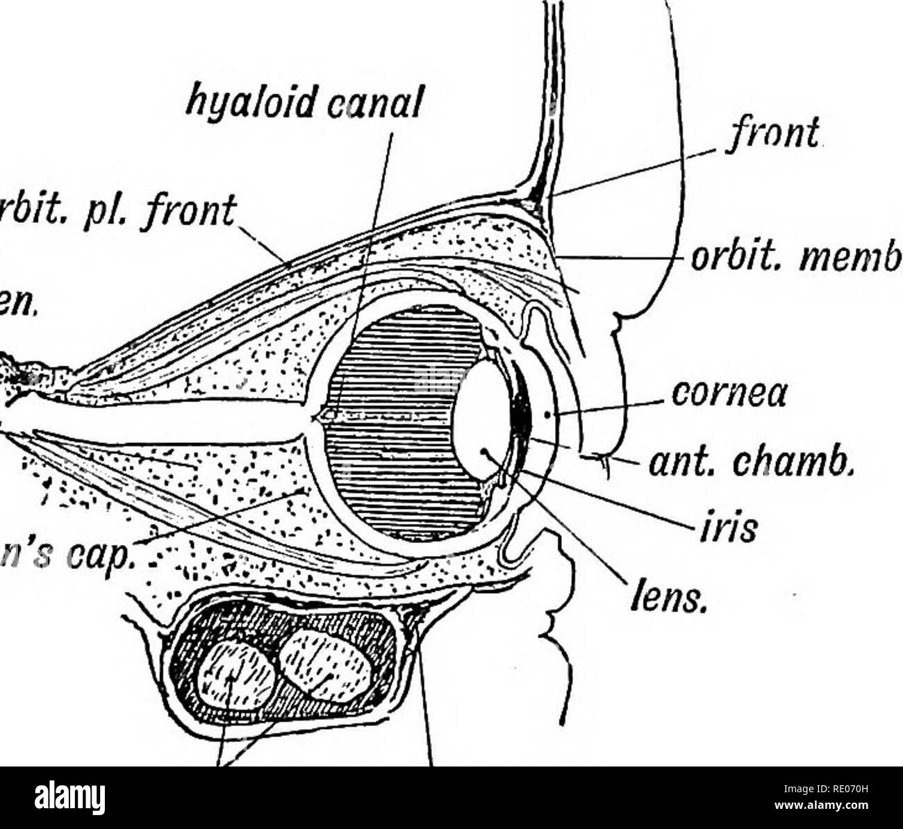 . Human embryology and morphology. Embryology, Human; Morphology. SENSE ...