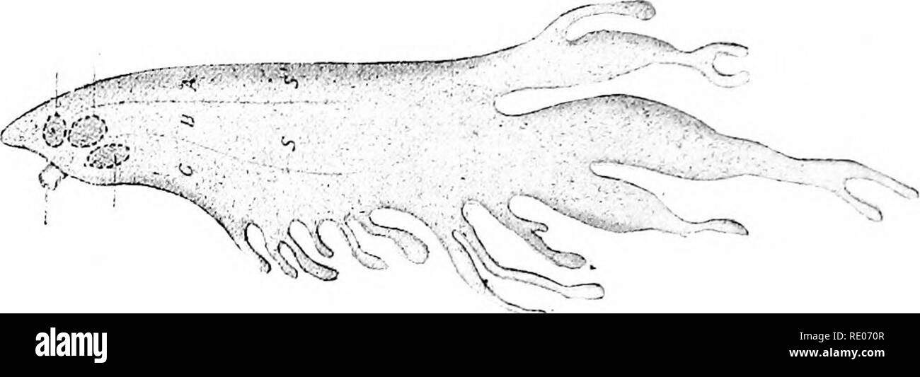 Reptiles Respiratory System