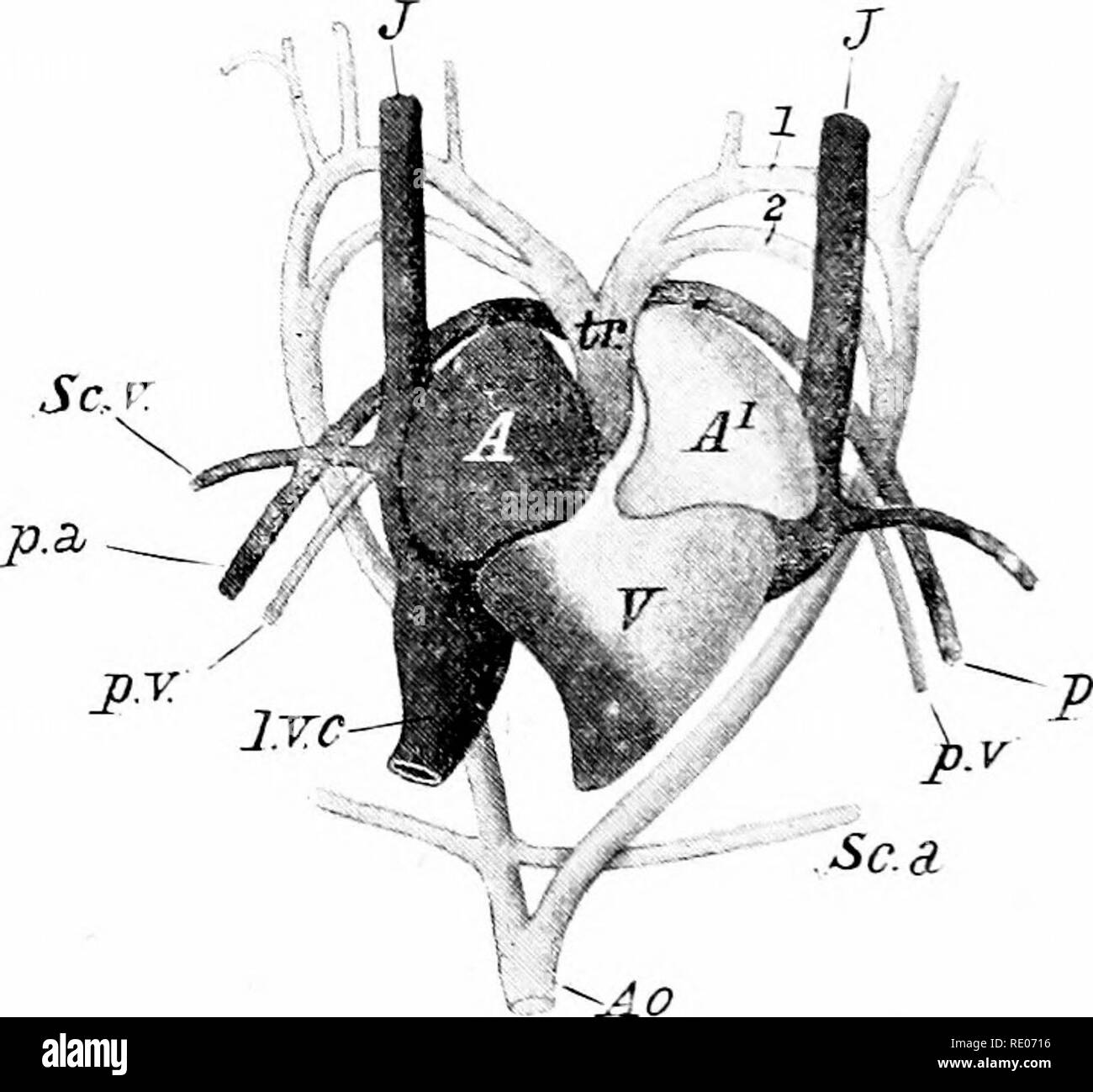 . Outlines of zoology. Zoology. 574 REPTILES. by their sides ...