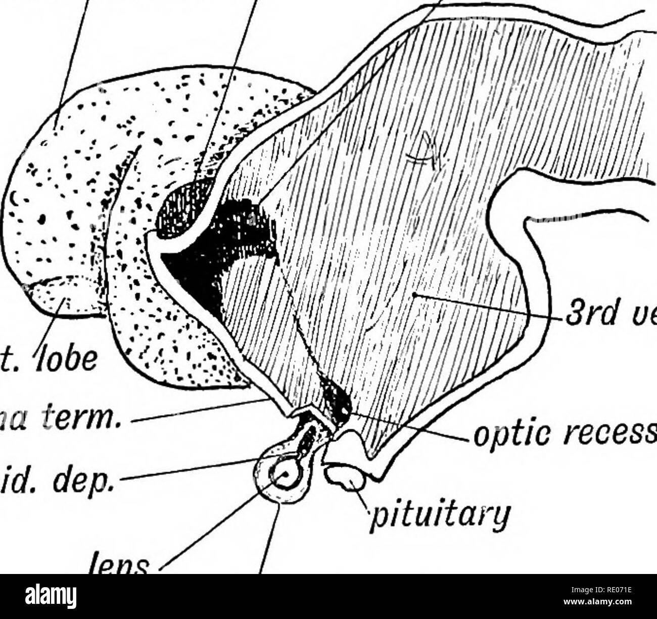 Cerebr hi-res stock photography and images - Alamy