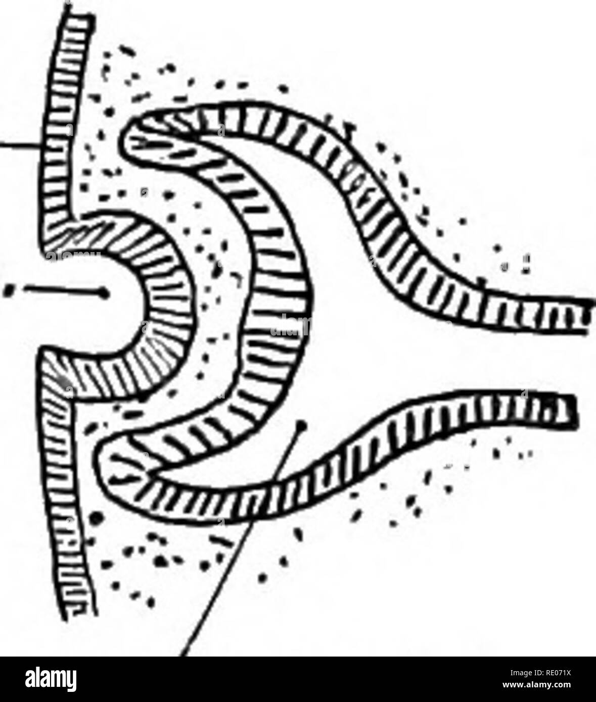 . Human embryology and morphology. Embryology, Human; Morphology. 176 ...