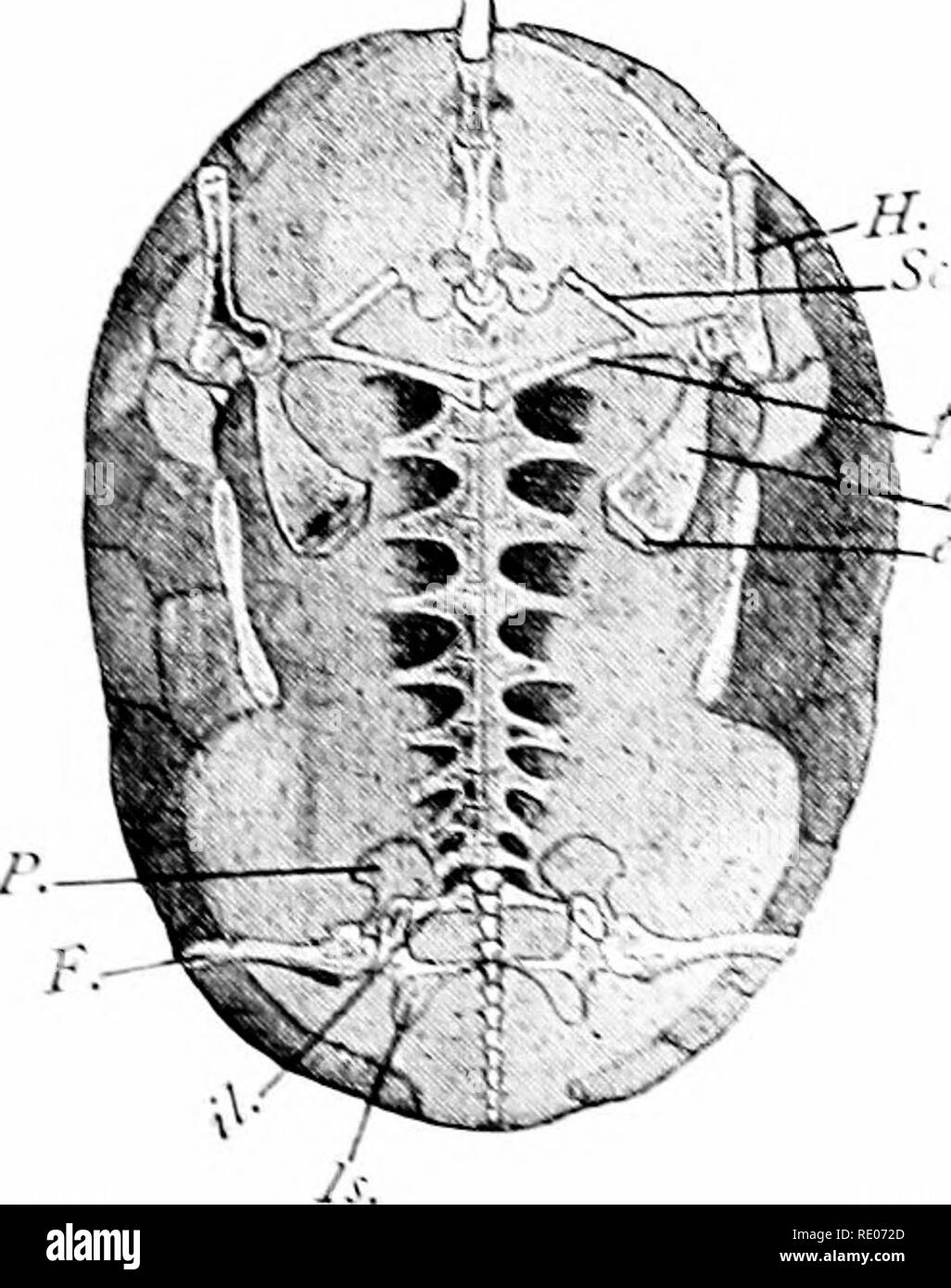 Cervical shield Black and White Stock Photos & Images - Alamy