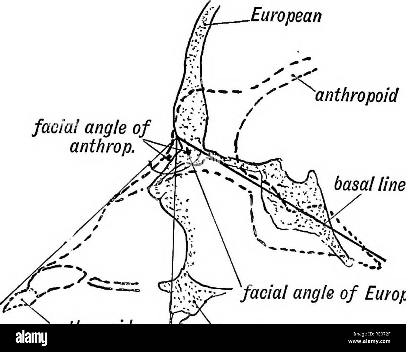 . Human embryology and morphology. Embryology, Human; Morphology. THE ...