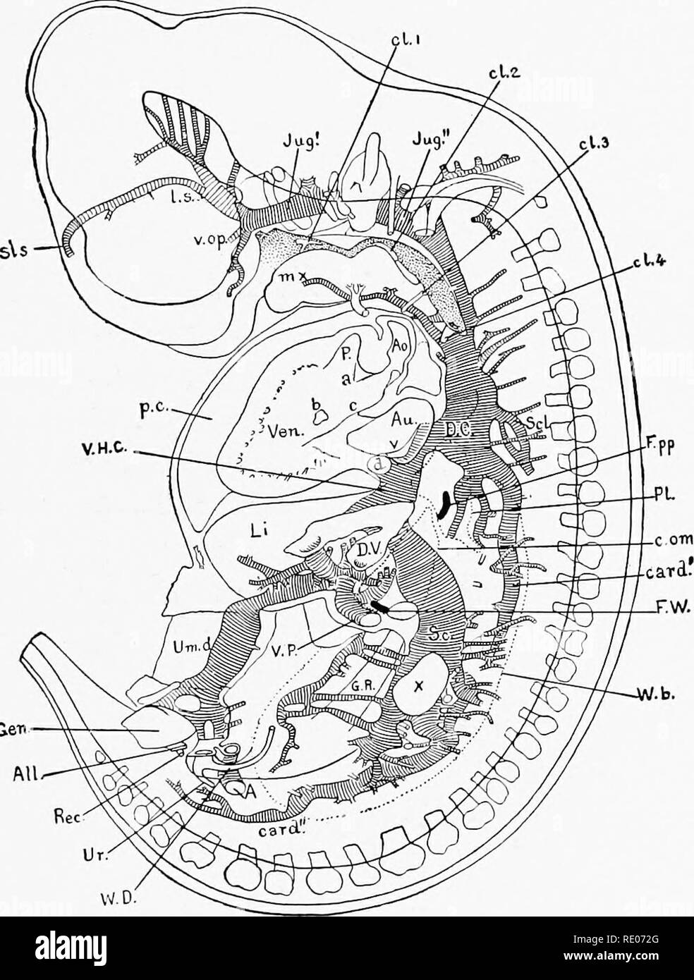 Pig Embryos High Resolution Stock Photography and Images - Alamy