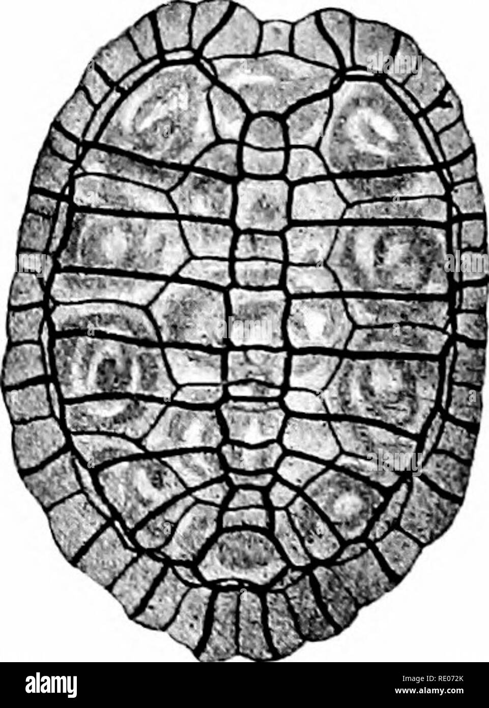 . Outlines of zoology. Zoology. 5^4 REPTILES. Professor Berry Ilaycraft ...