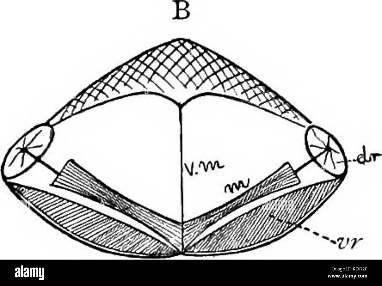 Cicada anatomy hi-res stock photography and images - Alamy