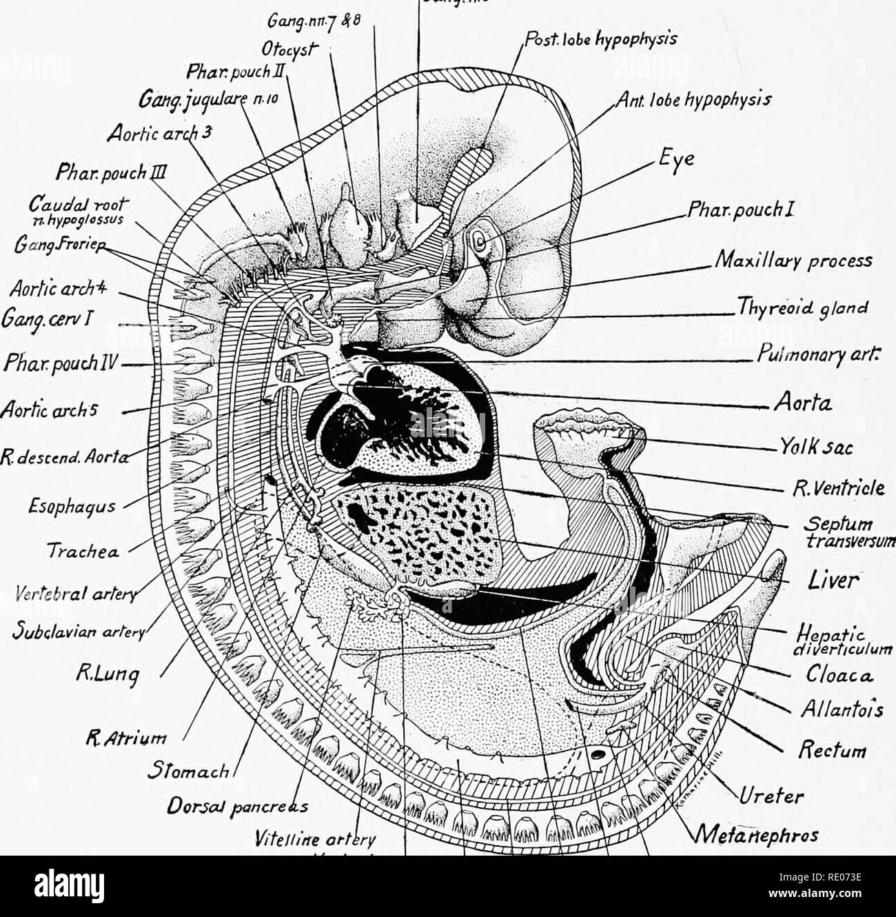 . A laboratory manual and text-book of embryology. Embryology. [26 THE ...