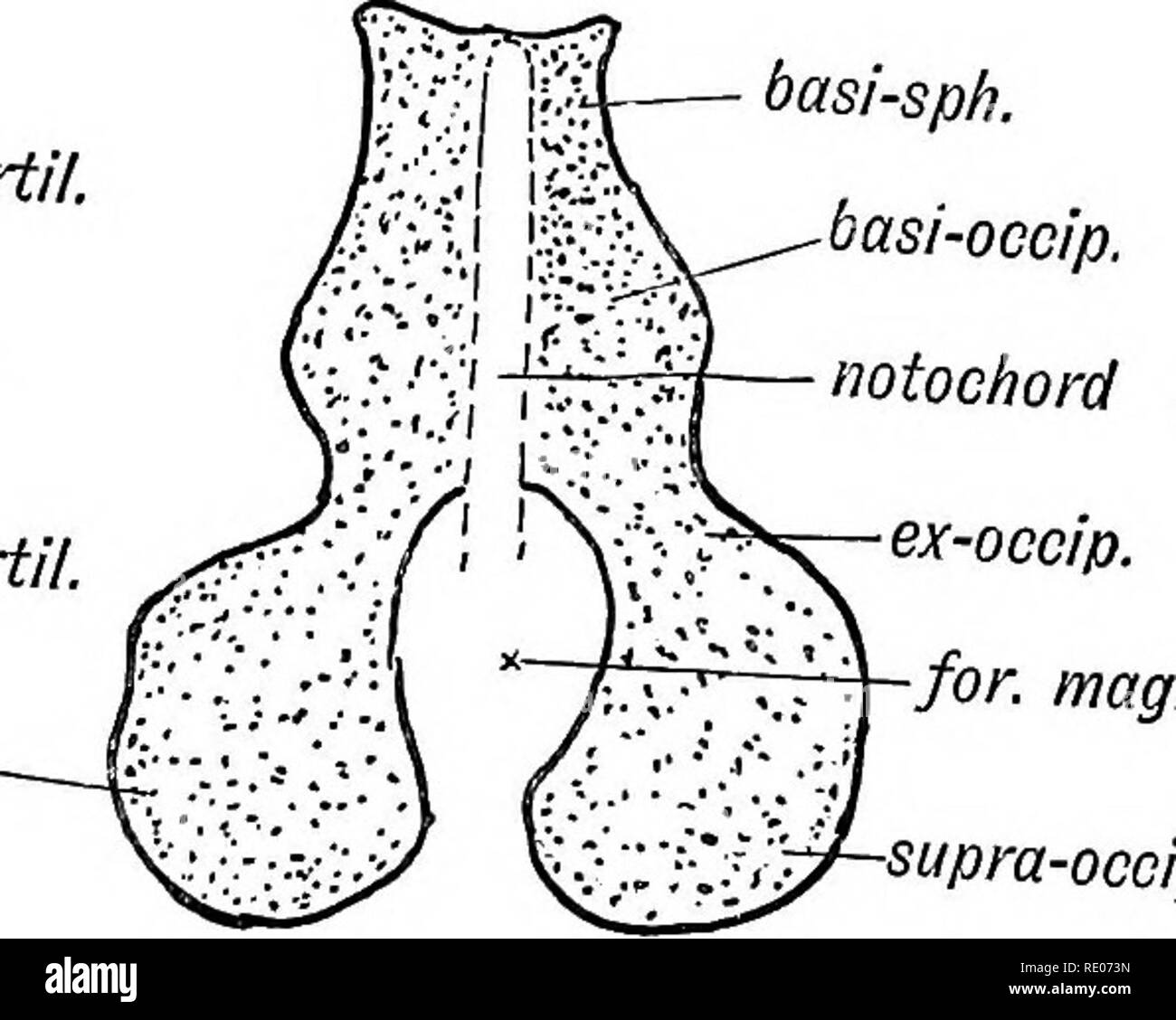 . Human embryology and morphology. Embryology, Human; Morphology. supra ...