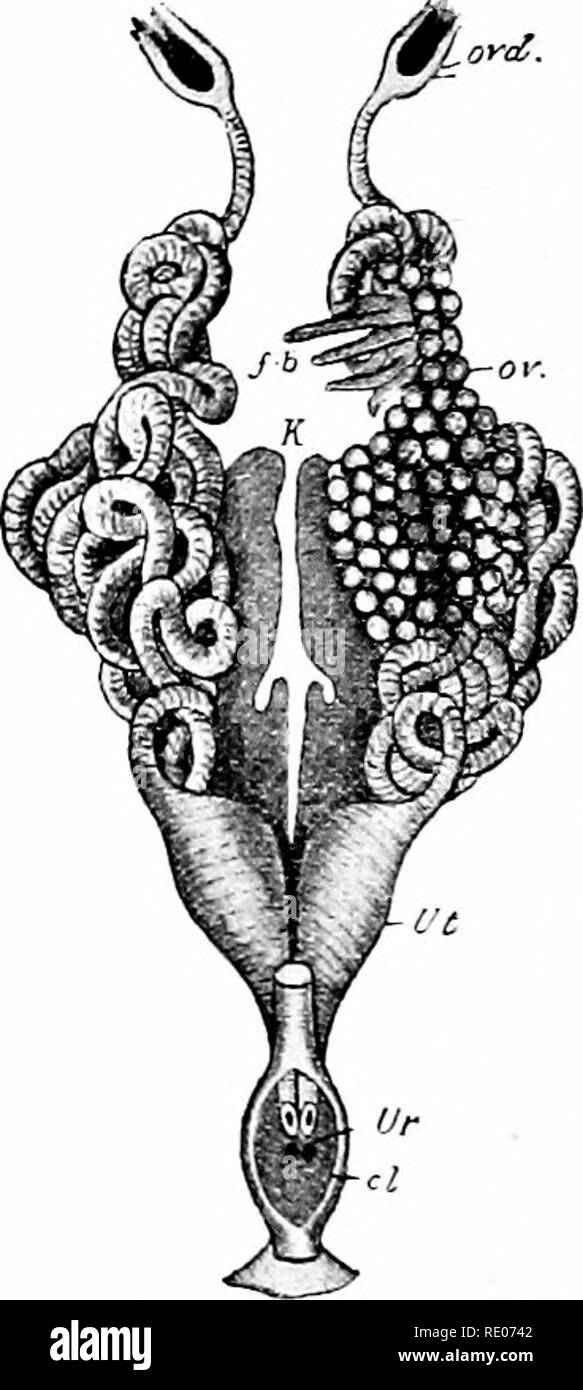 . Outlines of zoology. Zoology. Fig. 183.—Urinogenital sys- tem of Male ...