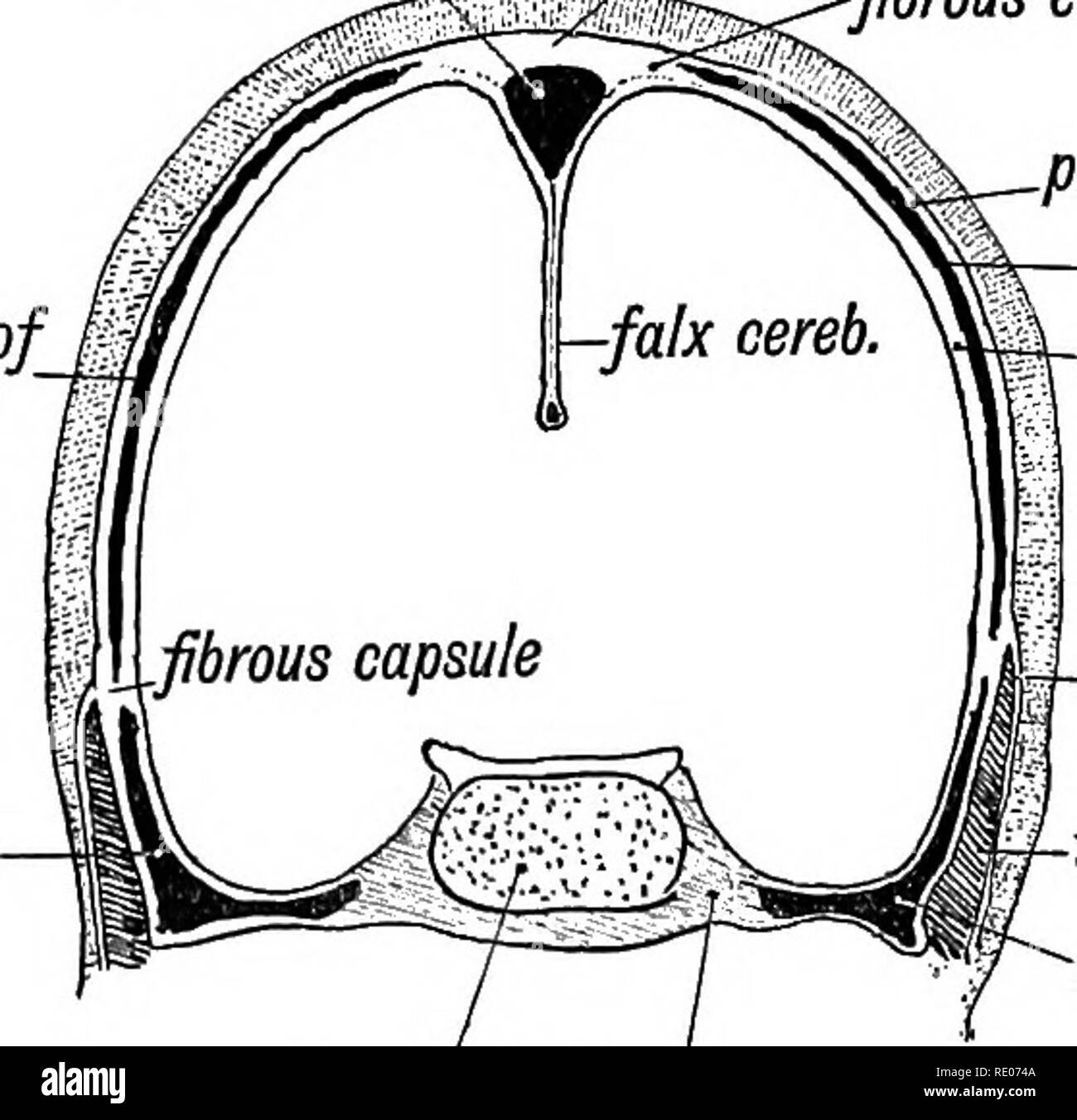 . Human embryology and morphology. Embryology, Human; Morphology. 164 ...