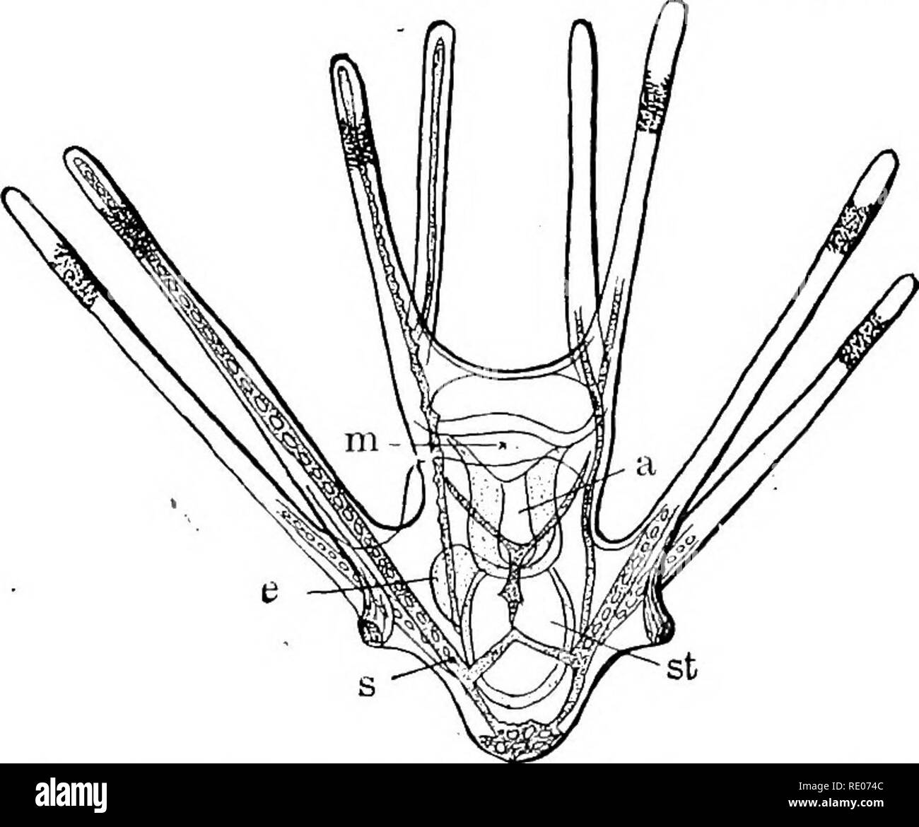 . A text-book of invertebrate morphology. Invertebrates. TYPE ...