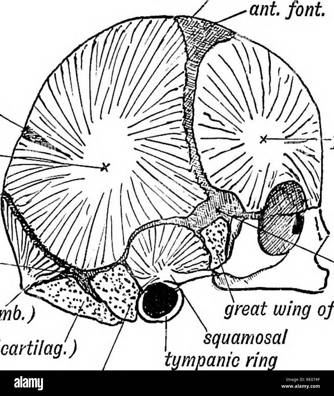 . Human embryology and morphology. Embryology, Human; Morphology. THE ...