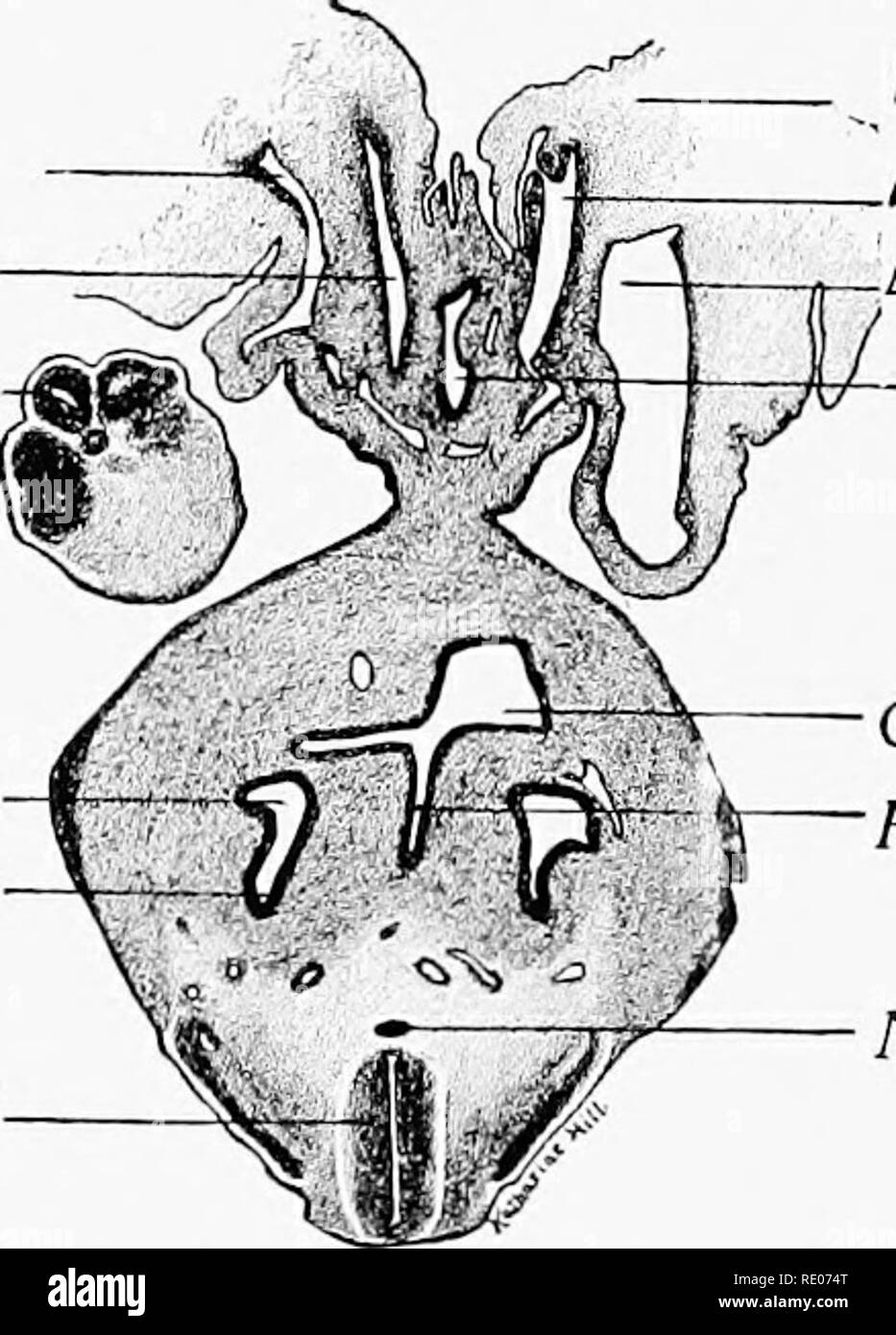 Pig embryos hi-res stock photography and images - Alamy