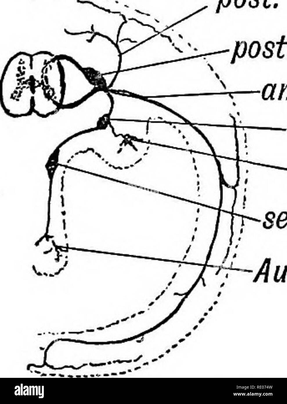 . Human embryology and morphology. Embryology, Human; Morphology. THE ...