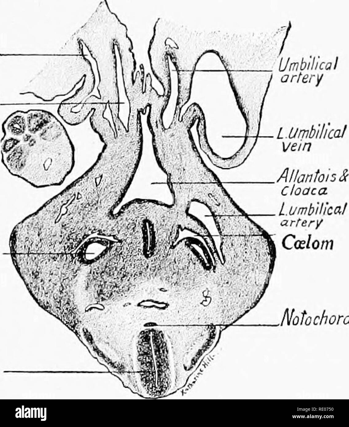 . A laboratory manual and text-book of embryology. Embryology. the Vein ...