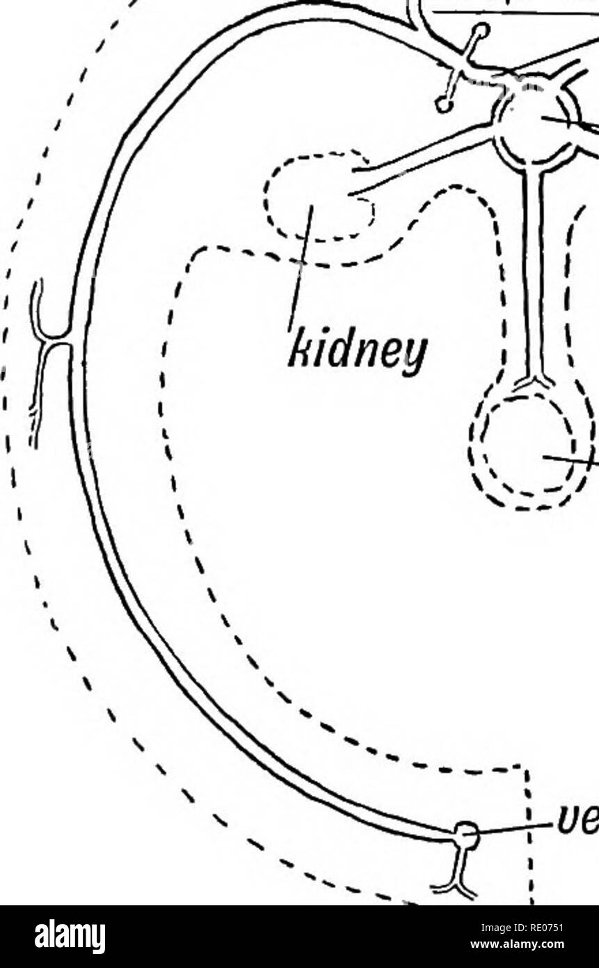 . Human embryology and morphology. Embryology, Human; Morphology. 158 ...