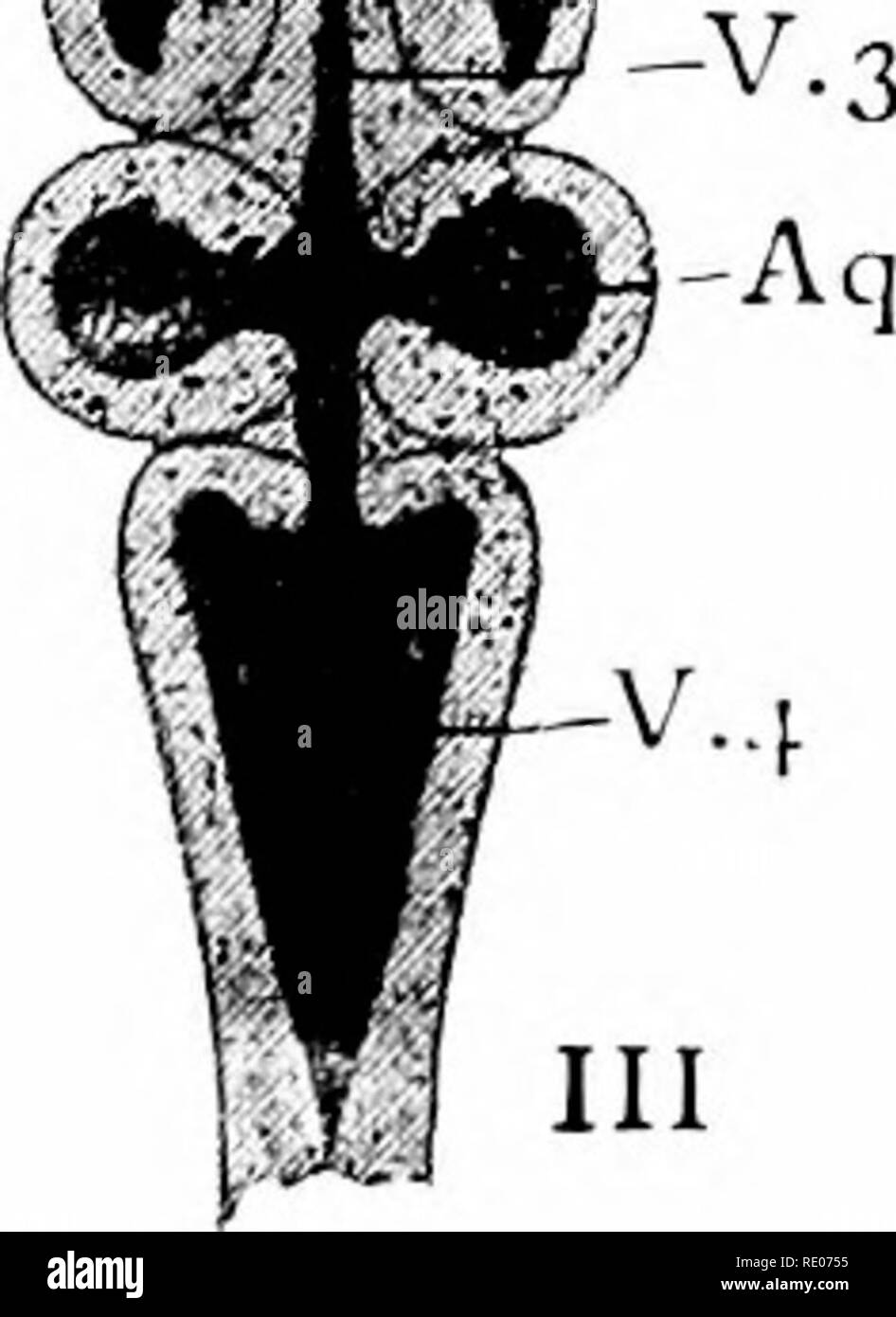 . Outlines of zoology. Zoology. / 4o 1. 'Â»'â â 'Â». Fig. 179.âBrain of ...