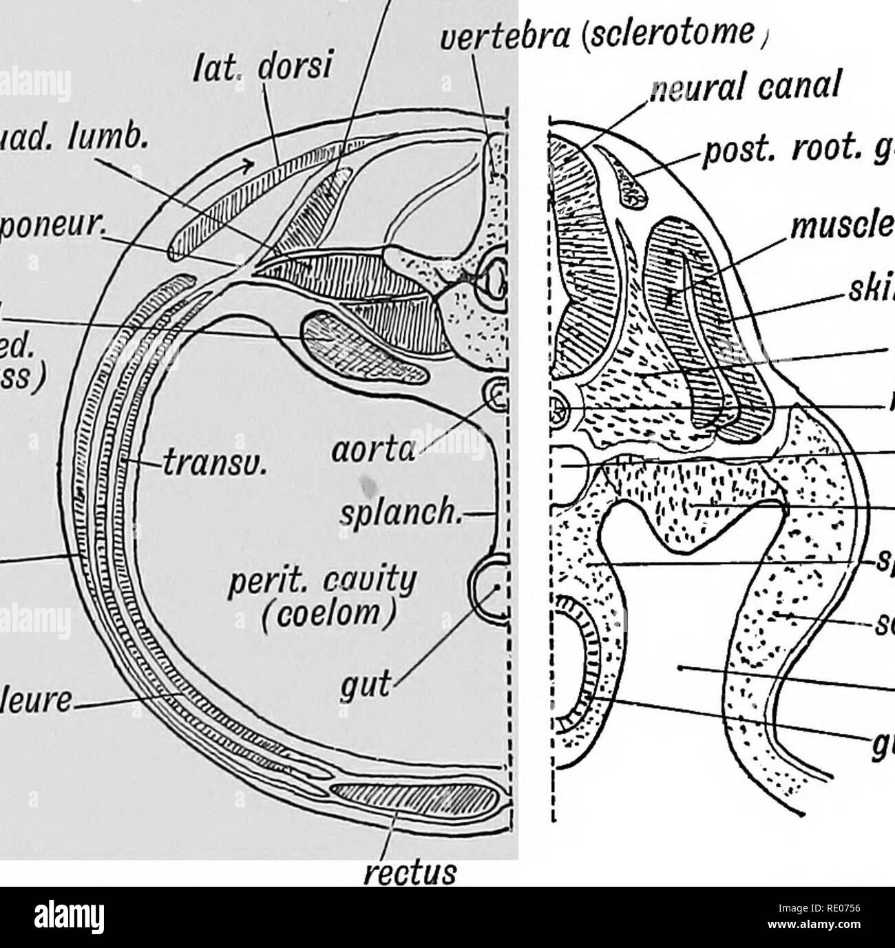 . Human embryology and morphology. Embryology, Human; Morphology. 156 ...