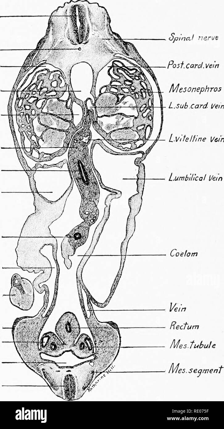 Pig embryo hi-res stock photography and images - Alamy