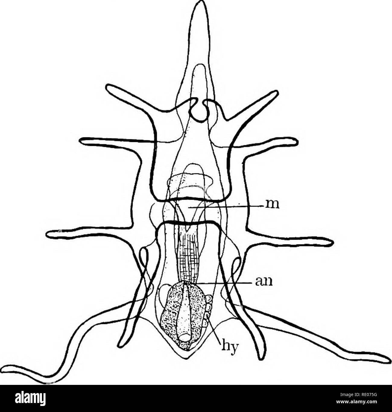 . A text-book of invertebrate morphology. Invertebrates. 560 ...