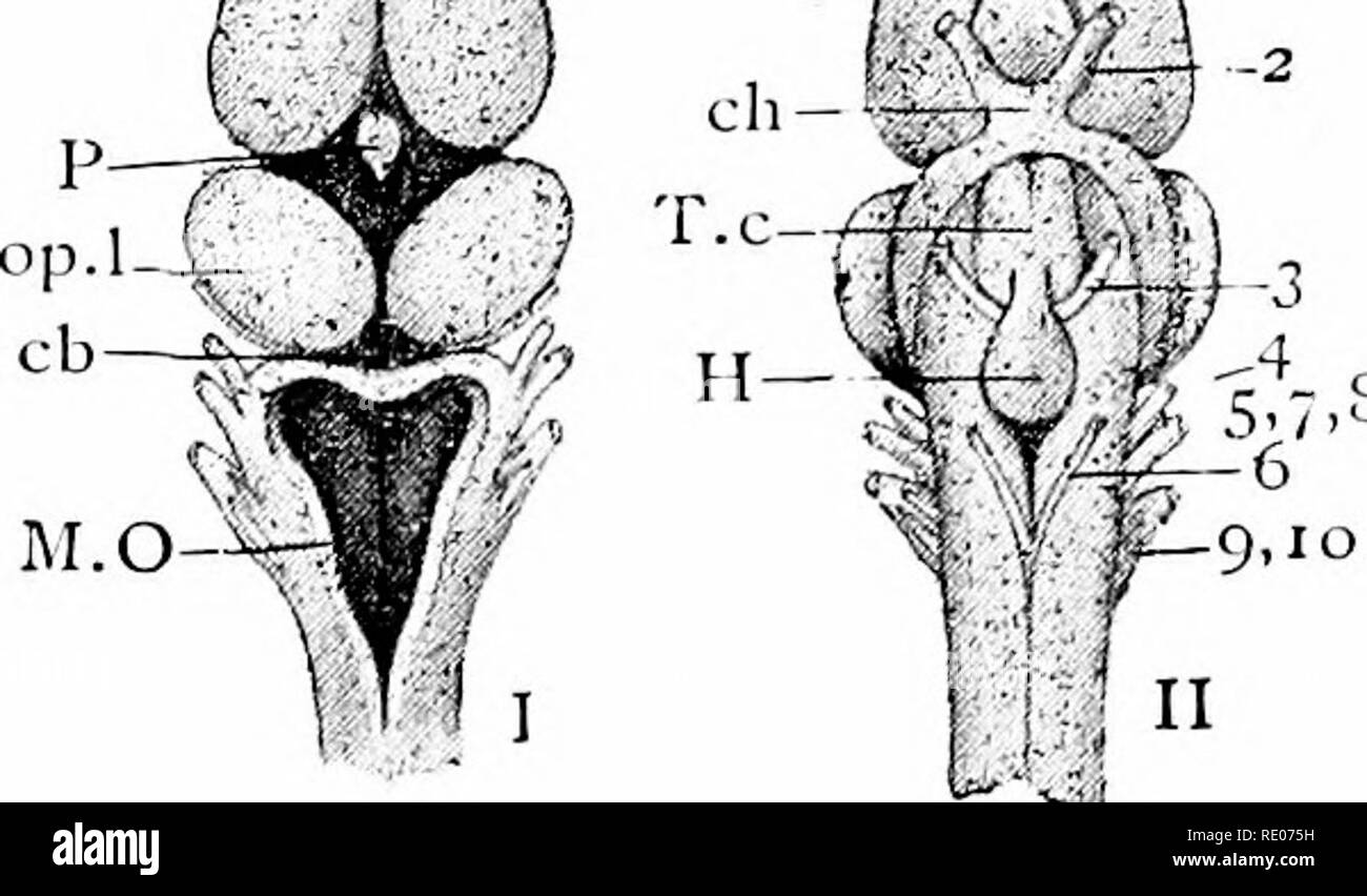. Outlines of zoology. Zoology. NERVOUS SYSTEM. 537 Nervous System. The ...