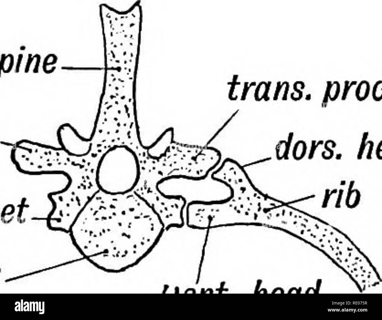 . Human embryology and morphology. Embryology, Human; Morphology. THE ...