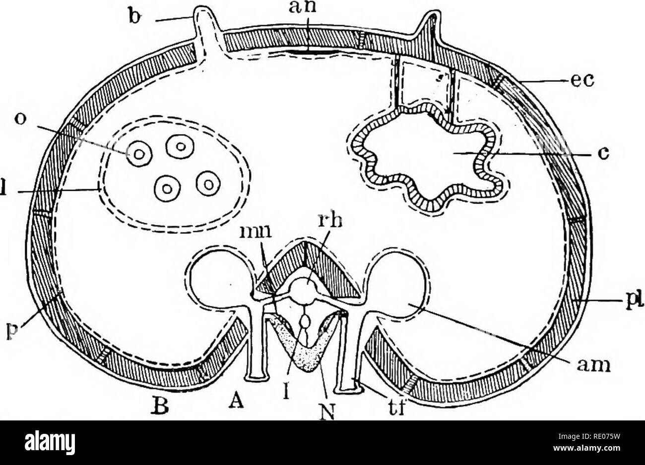 . A text-book of invertebrate morphology. Invertebrates. 554 ...