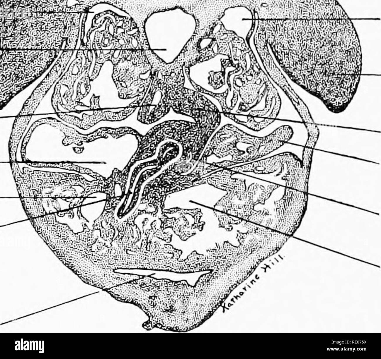 . A laboratory manual and text-book of embryology. Embryology. '!- f^&r ...