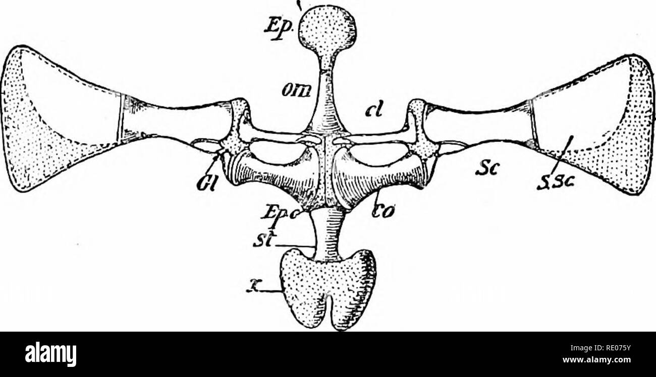 Xiphisternum hi-res stock photography and images - Alamy