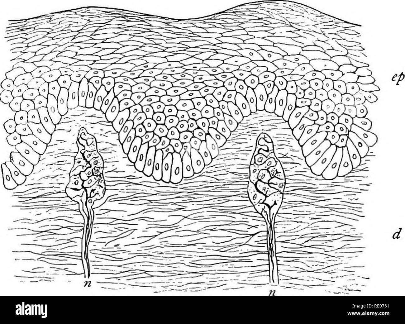 . Outlines of the comparative physiology and morphology of animals ...