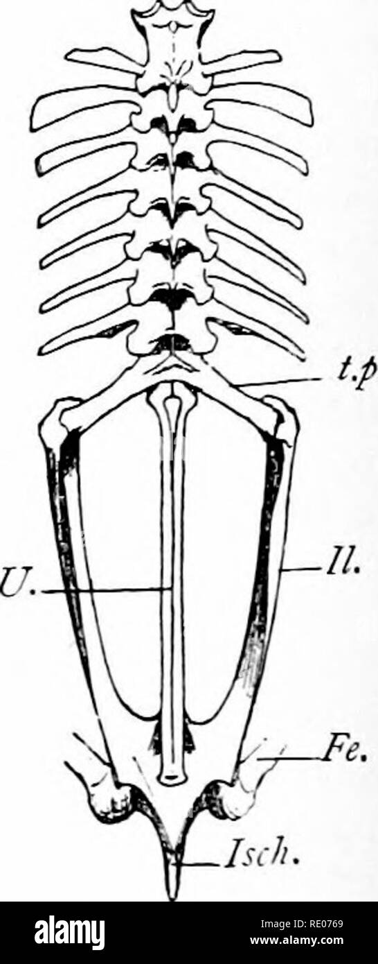 Pigment cell fish hi-res stock photography and images - Alamy