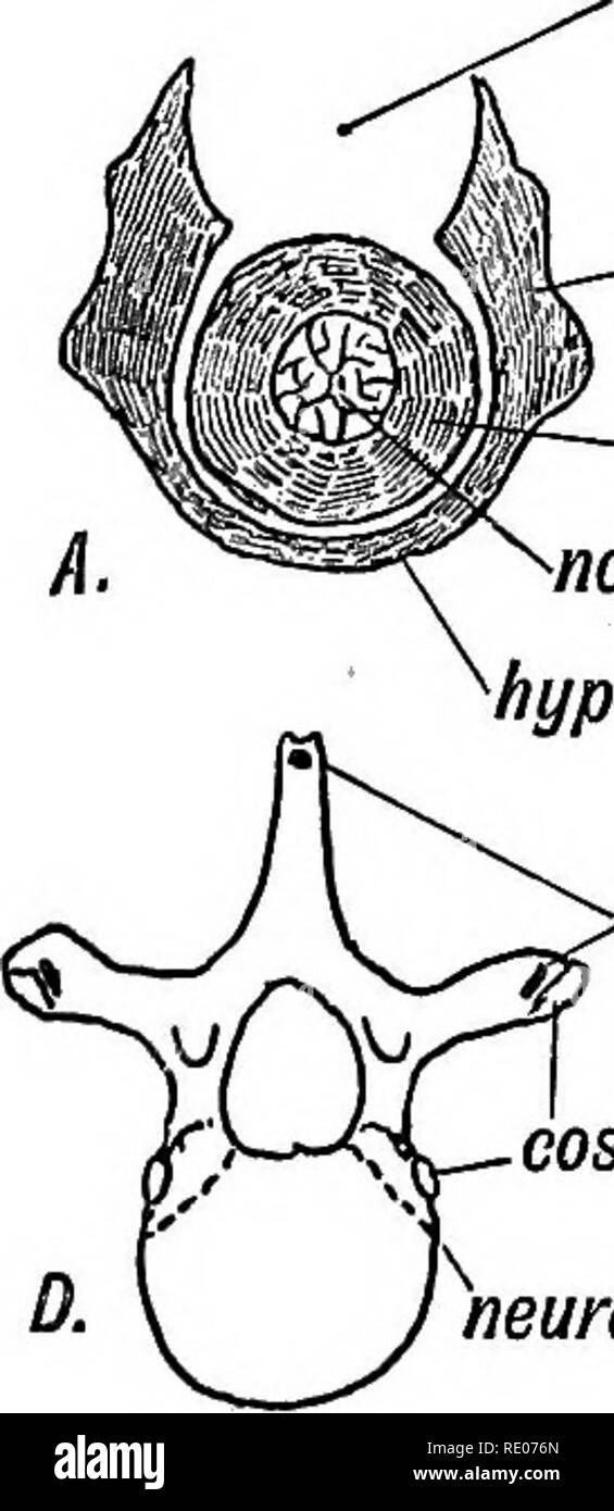 . Human embryology and morphology. Embryology, Human; Morphology ...