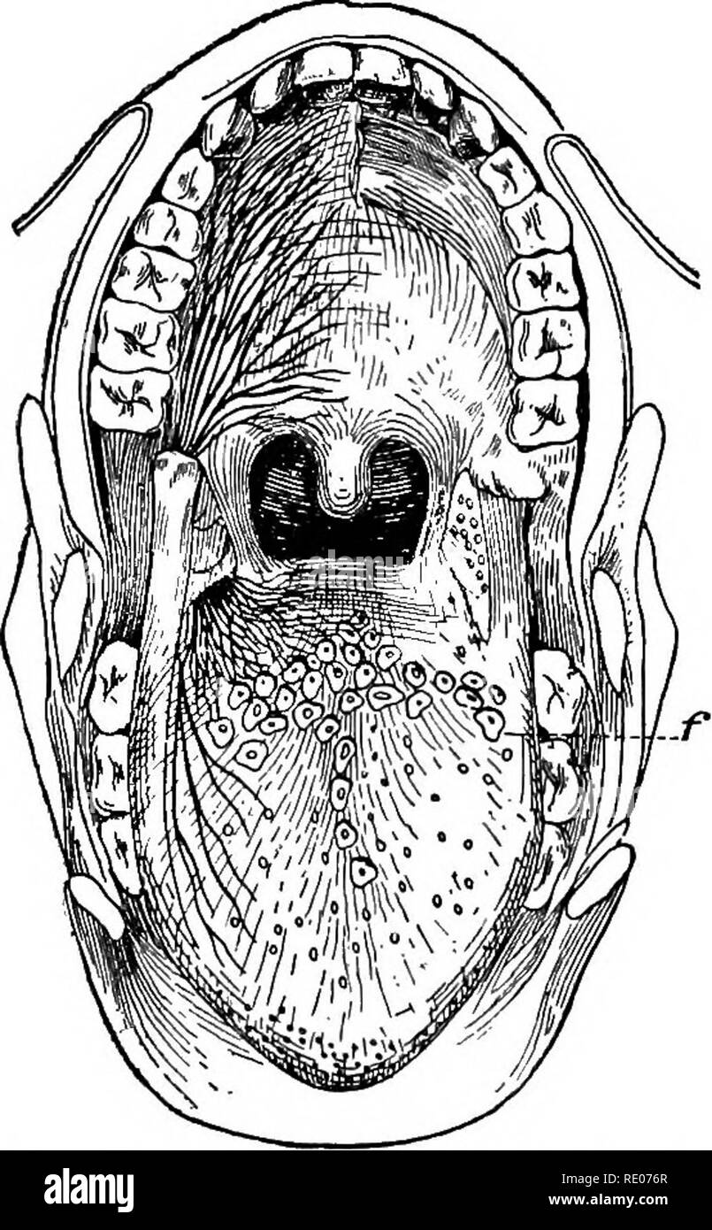 . Outlines of the comparative physiology and morphology of animals ...