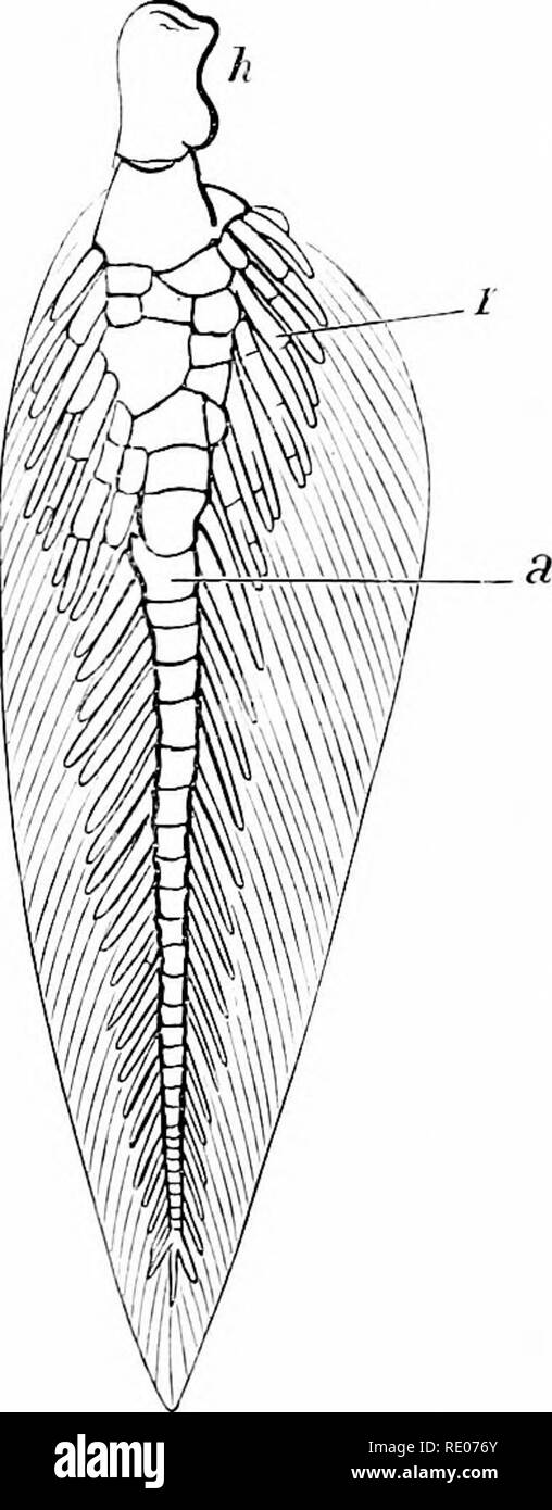 Protopterus Black and White Stock Photos & Images - Alamy