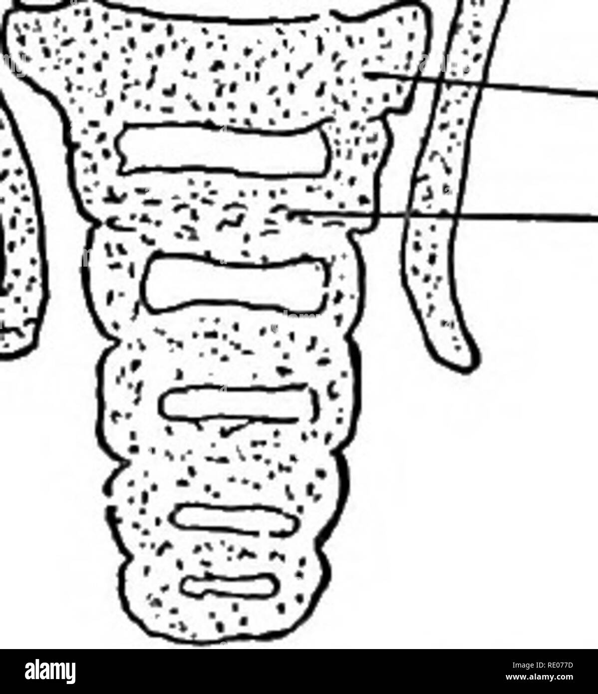 Cervical curve Black and White Stock Photos & Images - Alamy