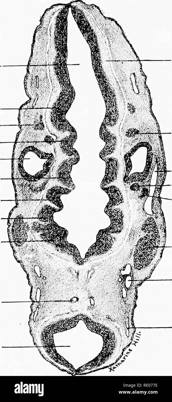 . A laboratory manual and text-book of embryology. Embryology. 112 THE ...