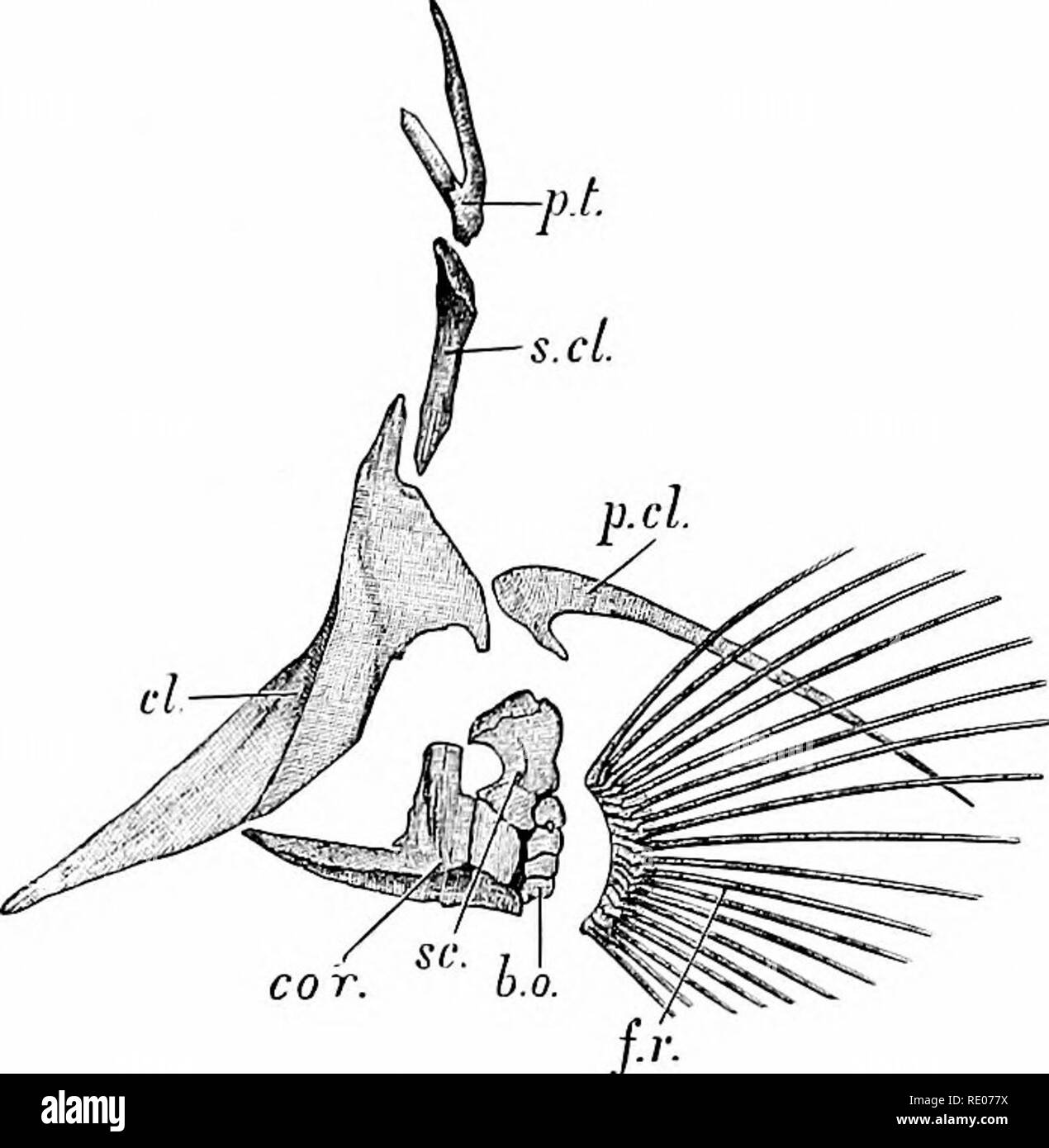 Pharyngeal arches hi-res stock photography and images - Alamy