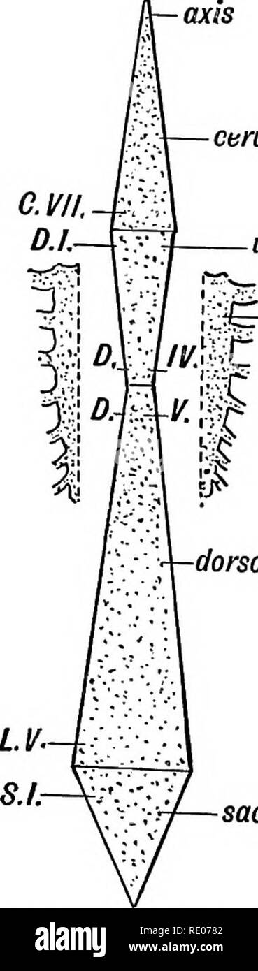 . Human embryology and morphology. Embryology, Human; Morphology ...