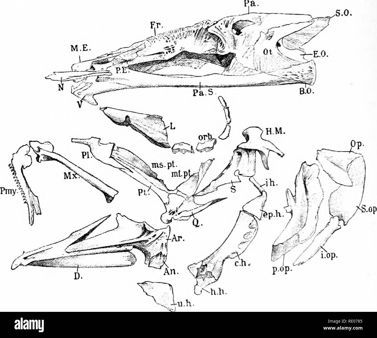O hyoid Black and White Stock Photos & Images - Alamy