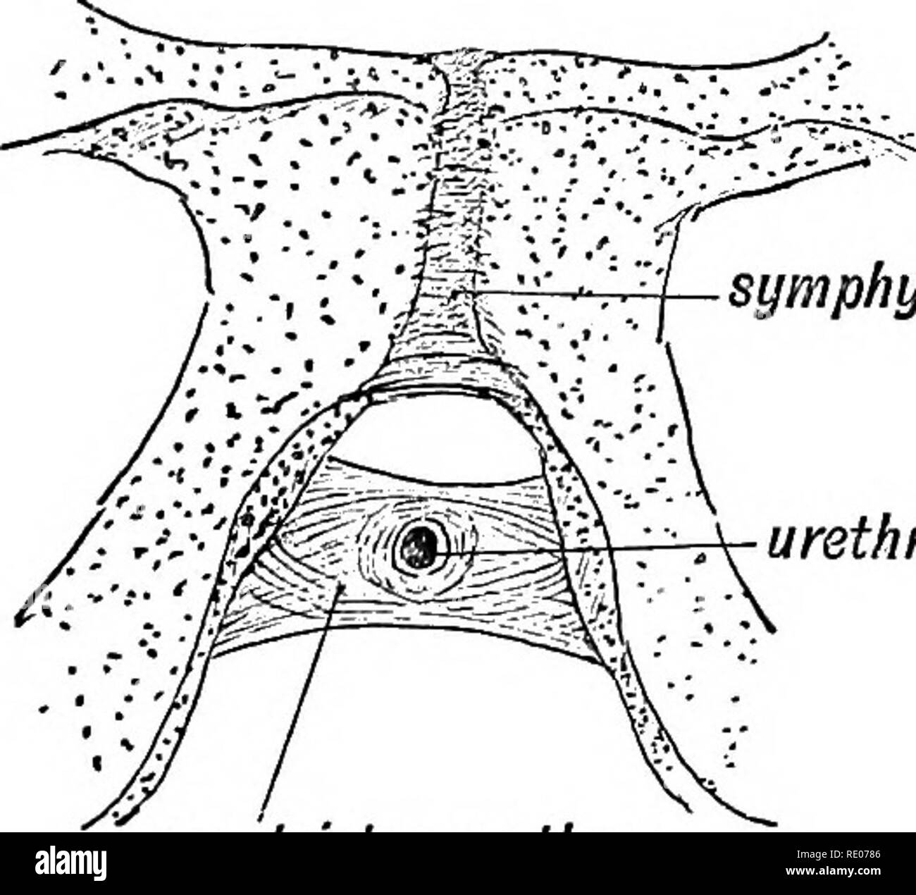 Posterior sacral foramina hi-res stock photography and images - Alamy