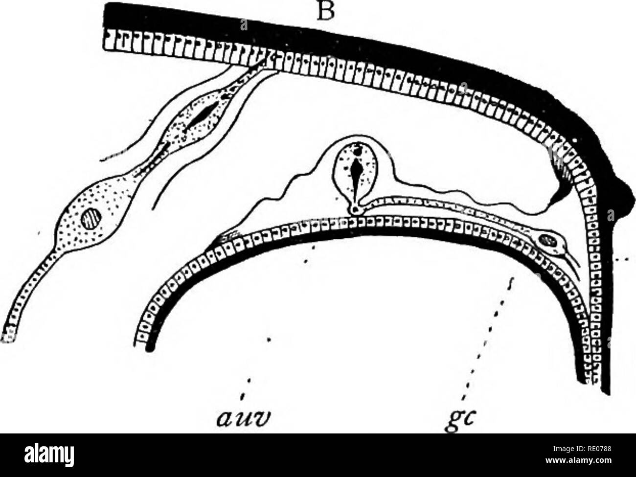 Cochlea cell Black and White Stock Photos & Images - Alamy