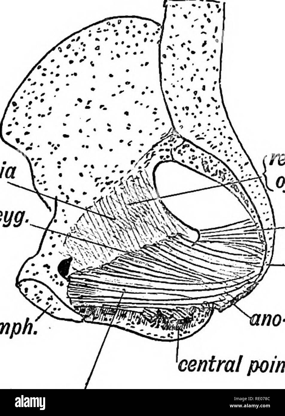 Embryology Of Man And Mammals High Resolution Stock Photography and ...