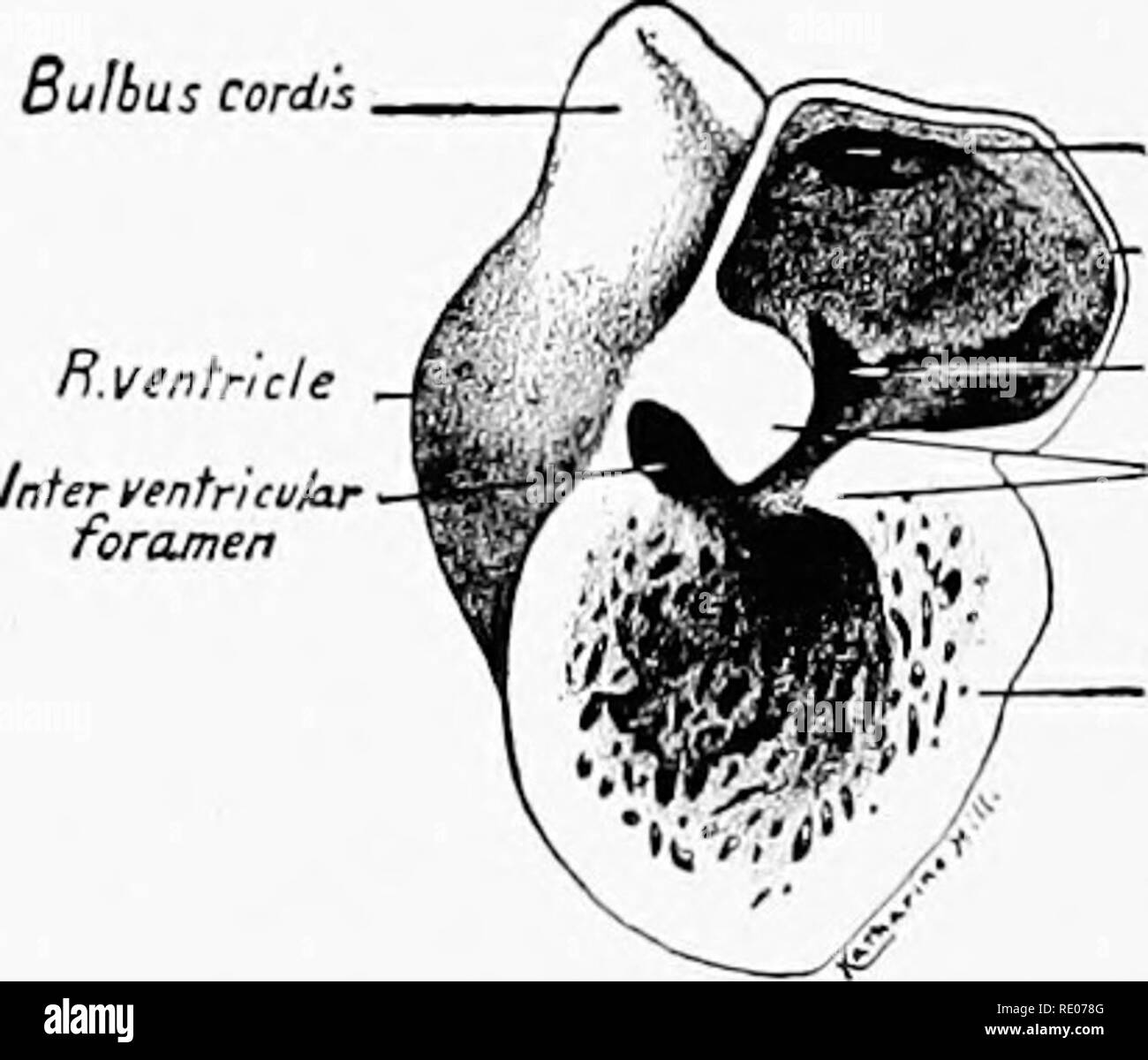 . A laboratory manual and text-book of embryology. Embryology. i,Common ...