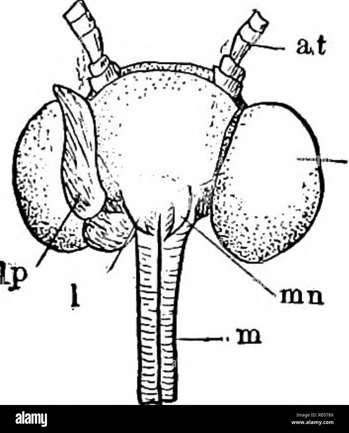 . A text-book of invertebrate morphology. Invertebrates. 516 ...