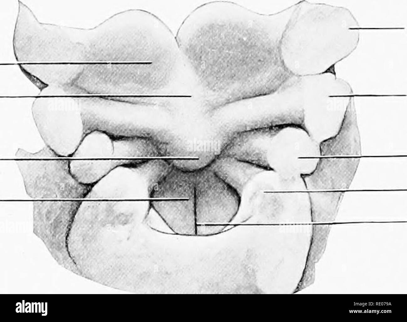 Stomach pig Black and White Stock Photos & Images - Alamy