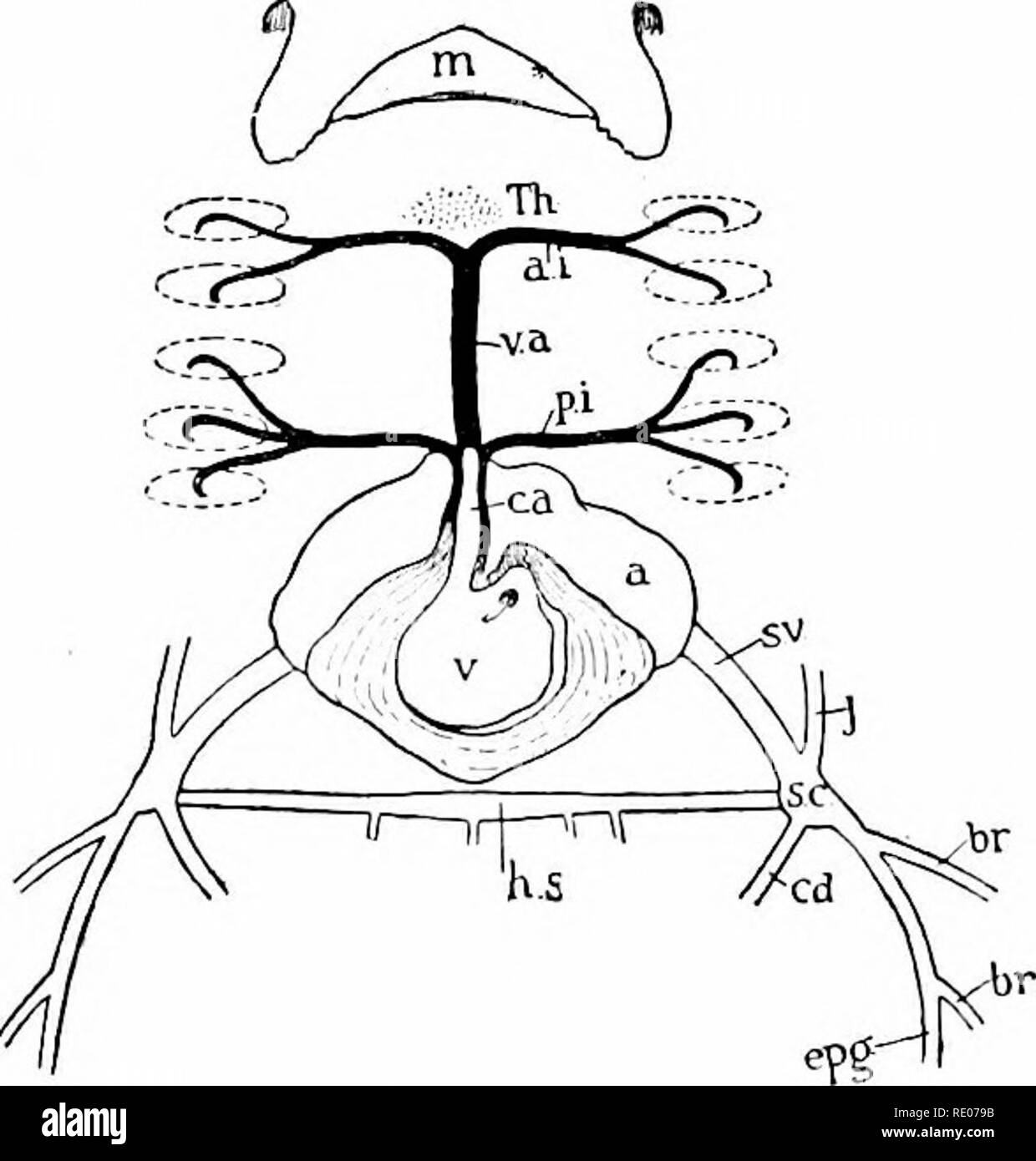 Pigeon Circulatory System